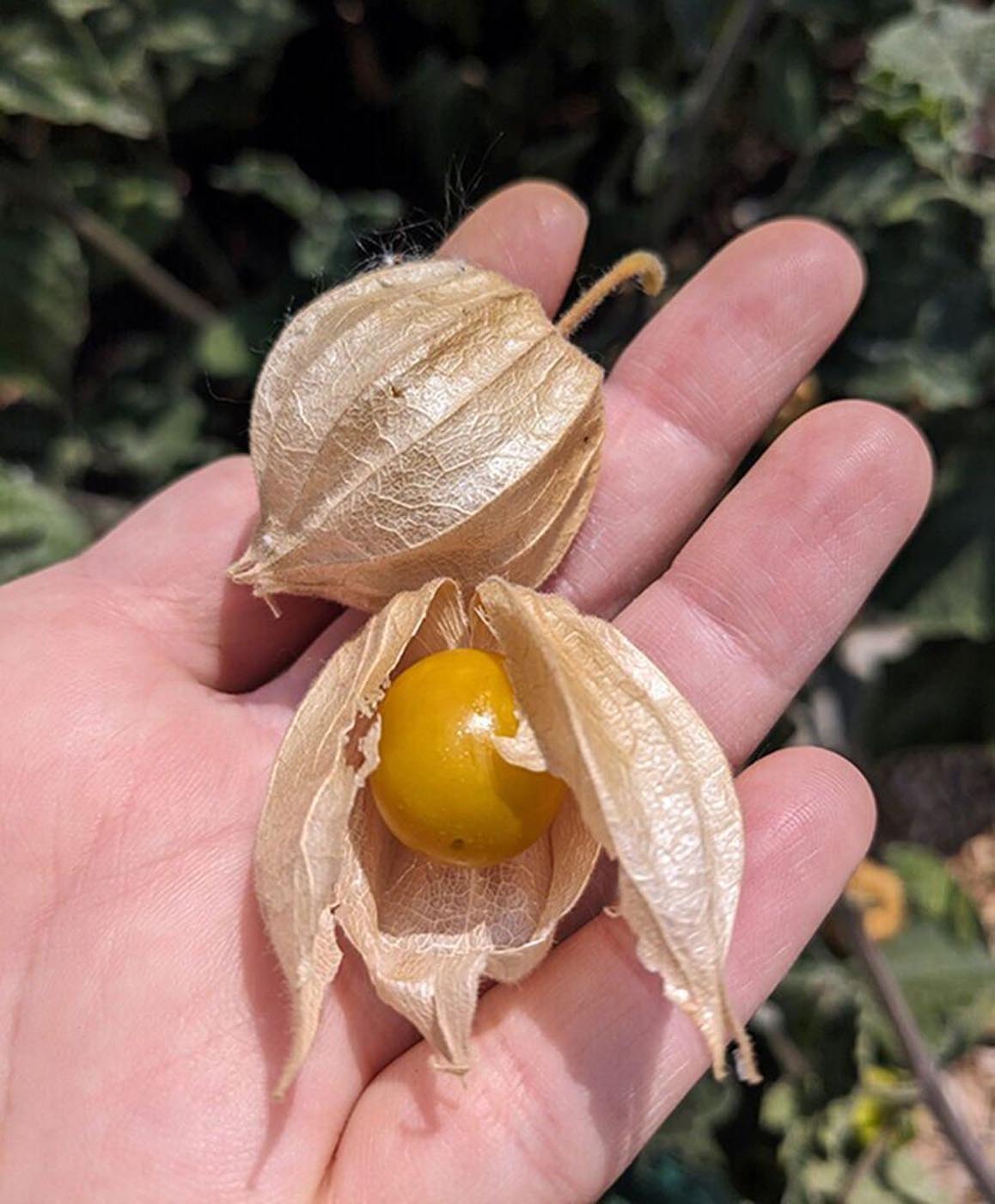 COLUMN | Milkweed + Honey: A gooseberry by any other name | Oregon City ...